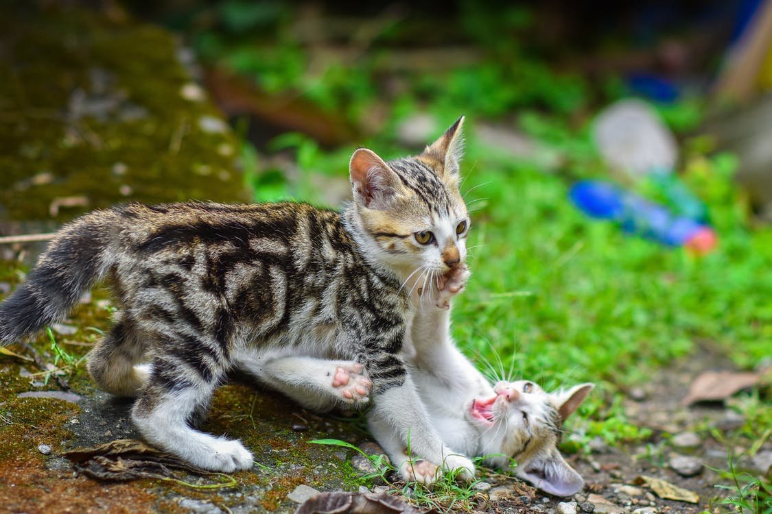 Easy Ways To Get Rid Of Ticks From Cats